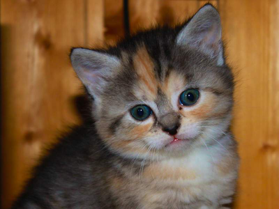 CS 101: Lab 10: Kitten Pictures