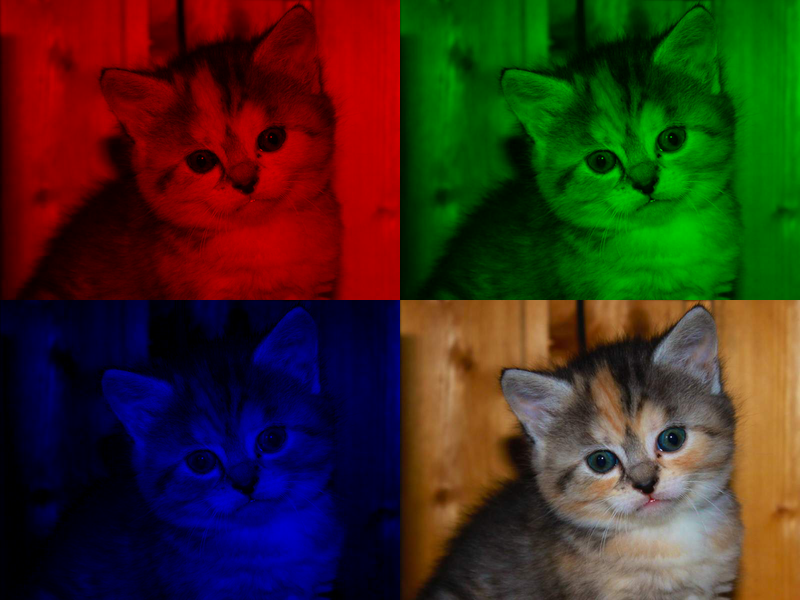 CS 101: Lab 10: Kitten Pictures